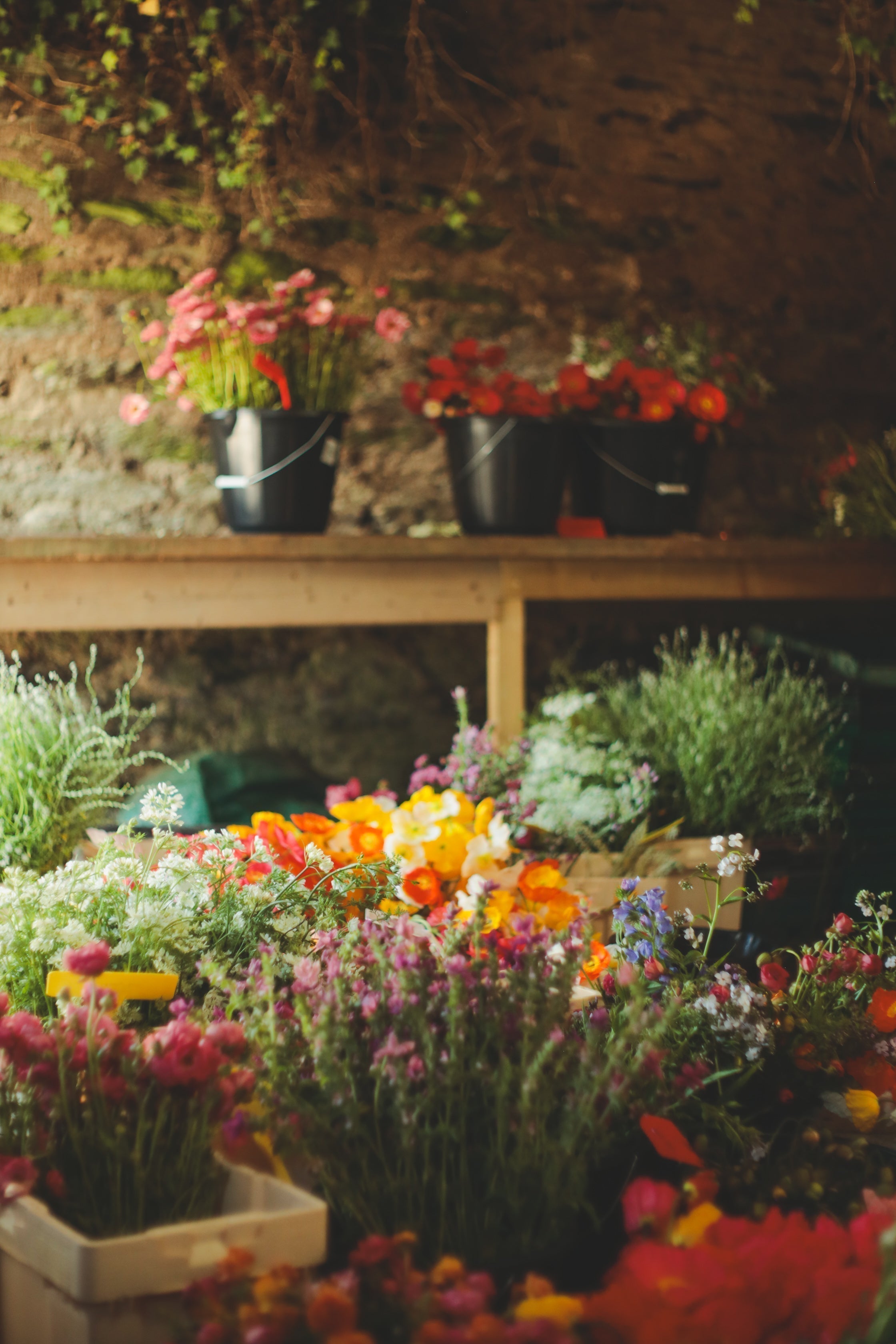 How to start a cut flower patch – Bloom